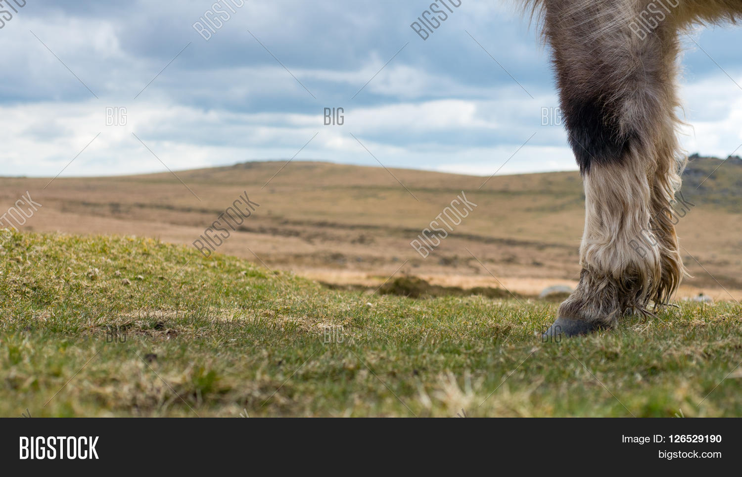 Concept Photgraph Wild Image Photo Free Trial Bigstock concept-photgraph-wild-image-photo-free-trial-bigstock