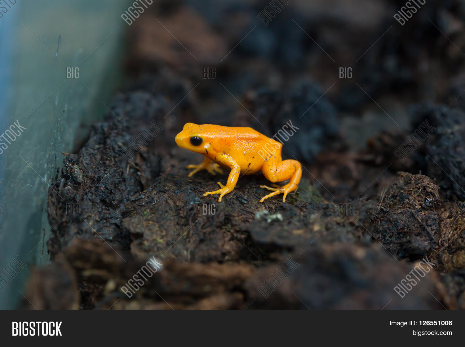 Golden Mantella ( Image & Photo (Free Trial) | Bigstock