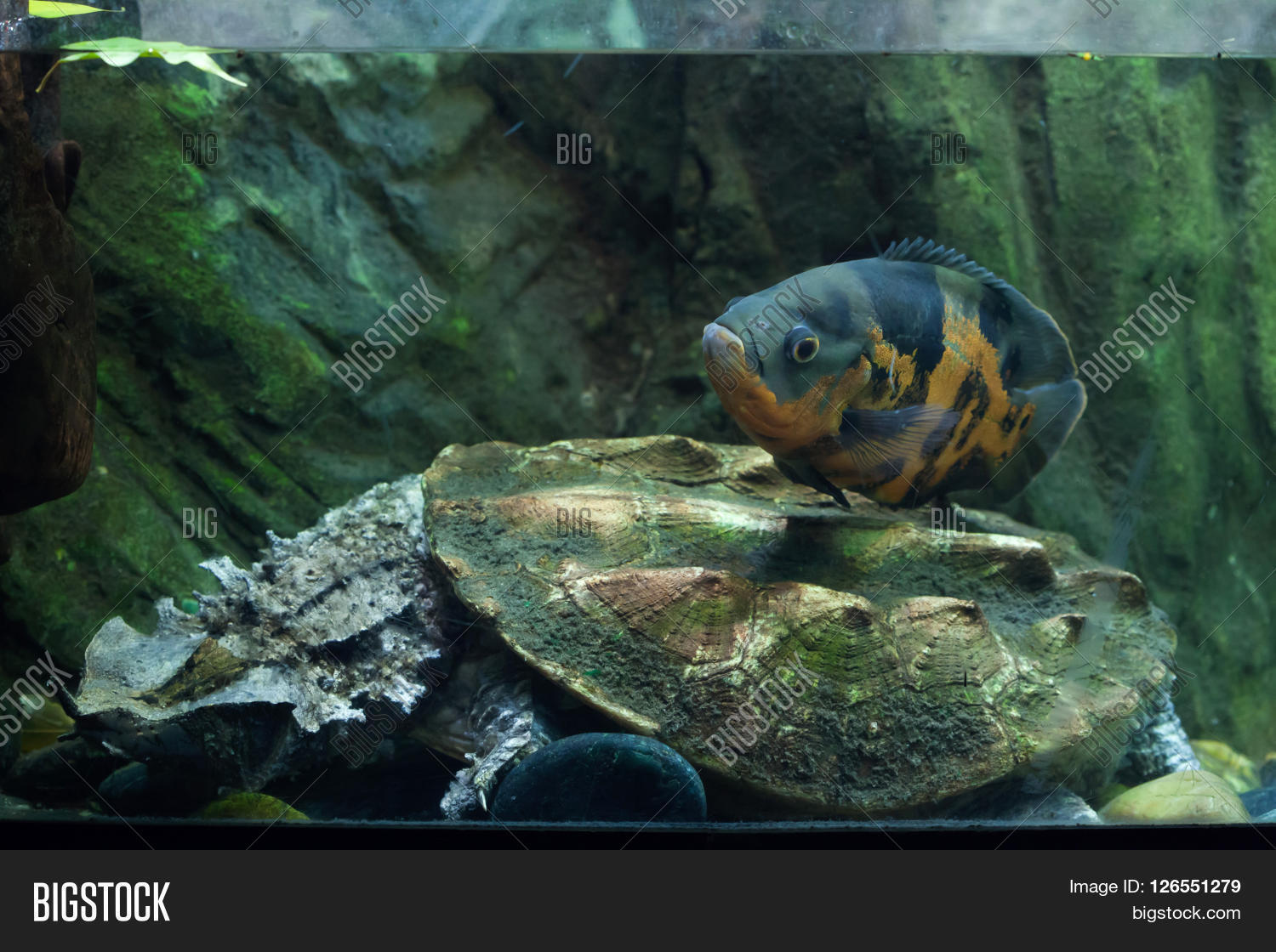 Oscar (Astronotus Image & Photo (Free Trial) | Bigstock
