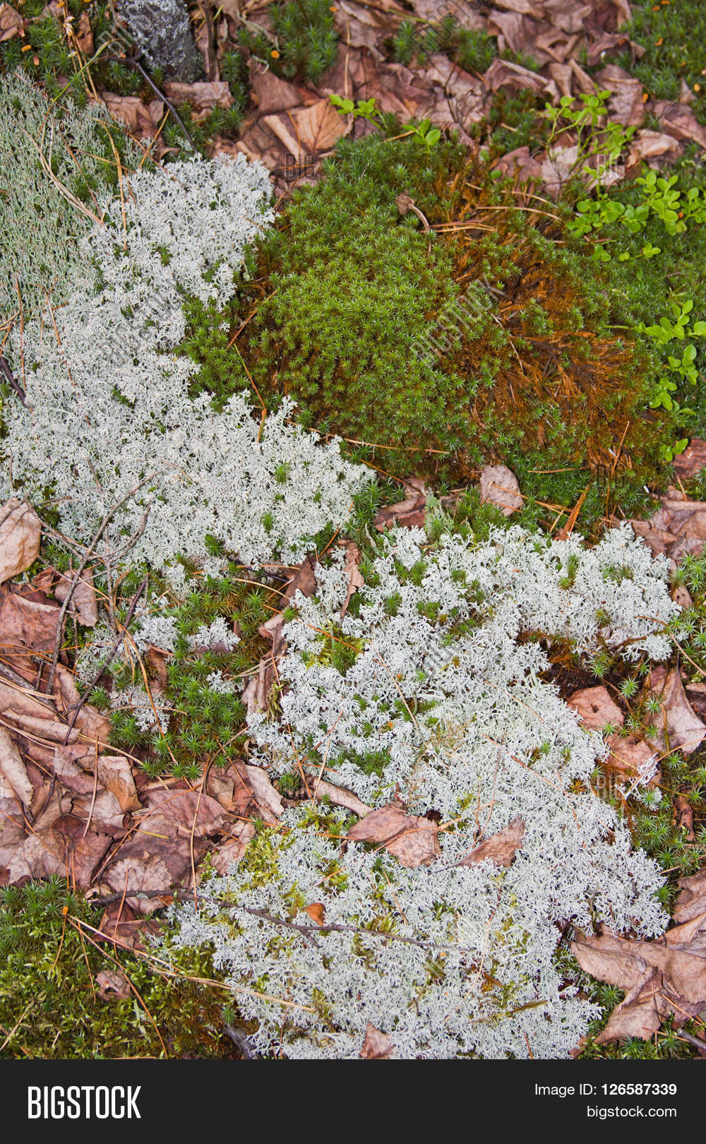 Beautiful Moss On Image & Photo (Free Trial) | Bigstock