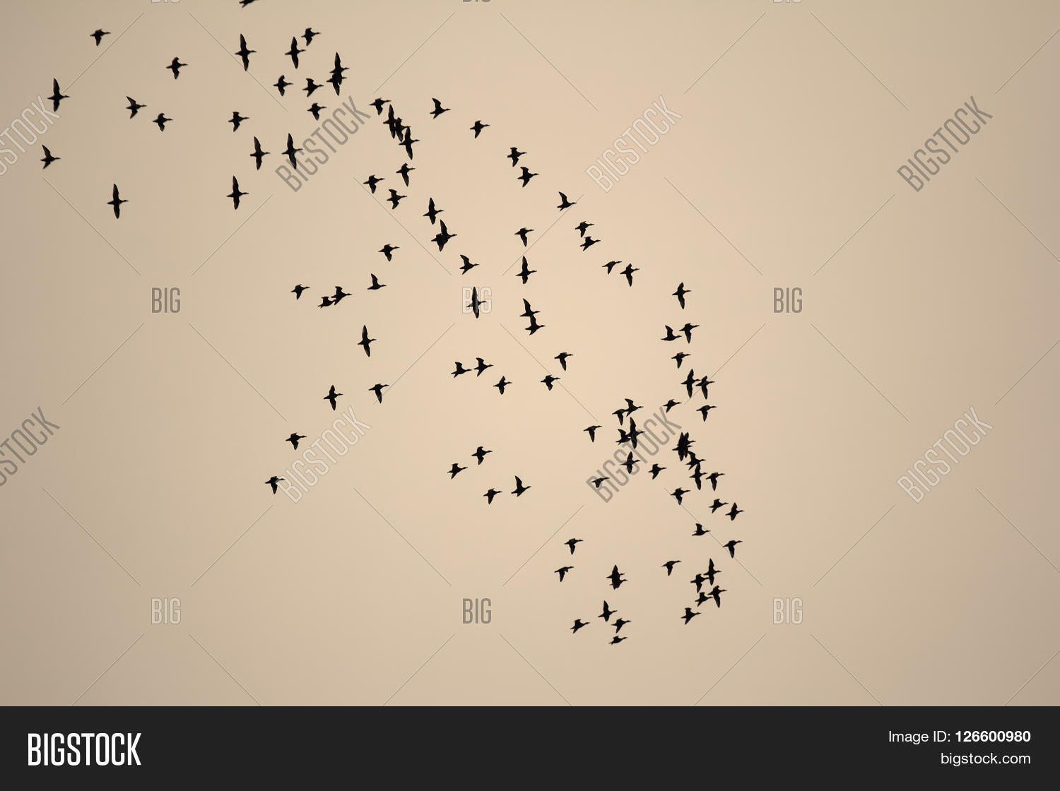 Fall: Flocks Migratory Image & Photo (Free Trial) | Bigstock