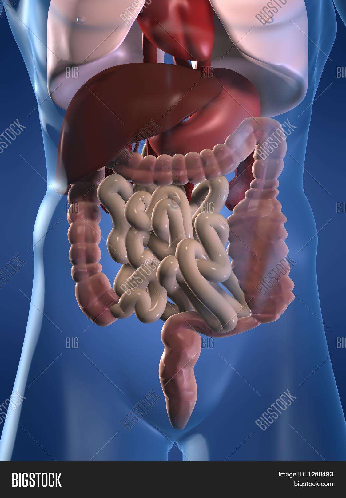 Obstipation Image & Photo (Free Trial) | Bigstock