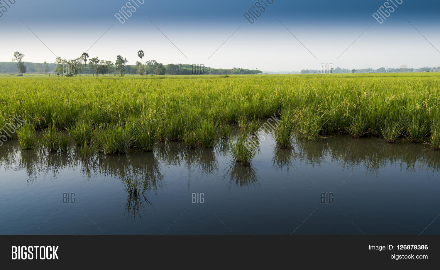 Rice Fields Paddy Image & Photo (Free Trial) | Bigstock