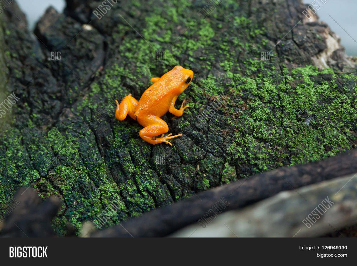 Golden Mantella ( Image & Photo (Free Trial) | Bigstock