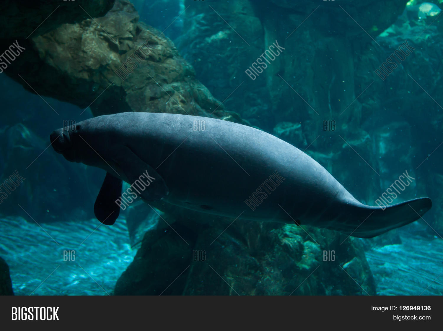Antillean Manatee ( Image & Photo (Free Trial) | Bigstock