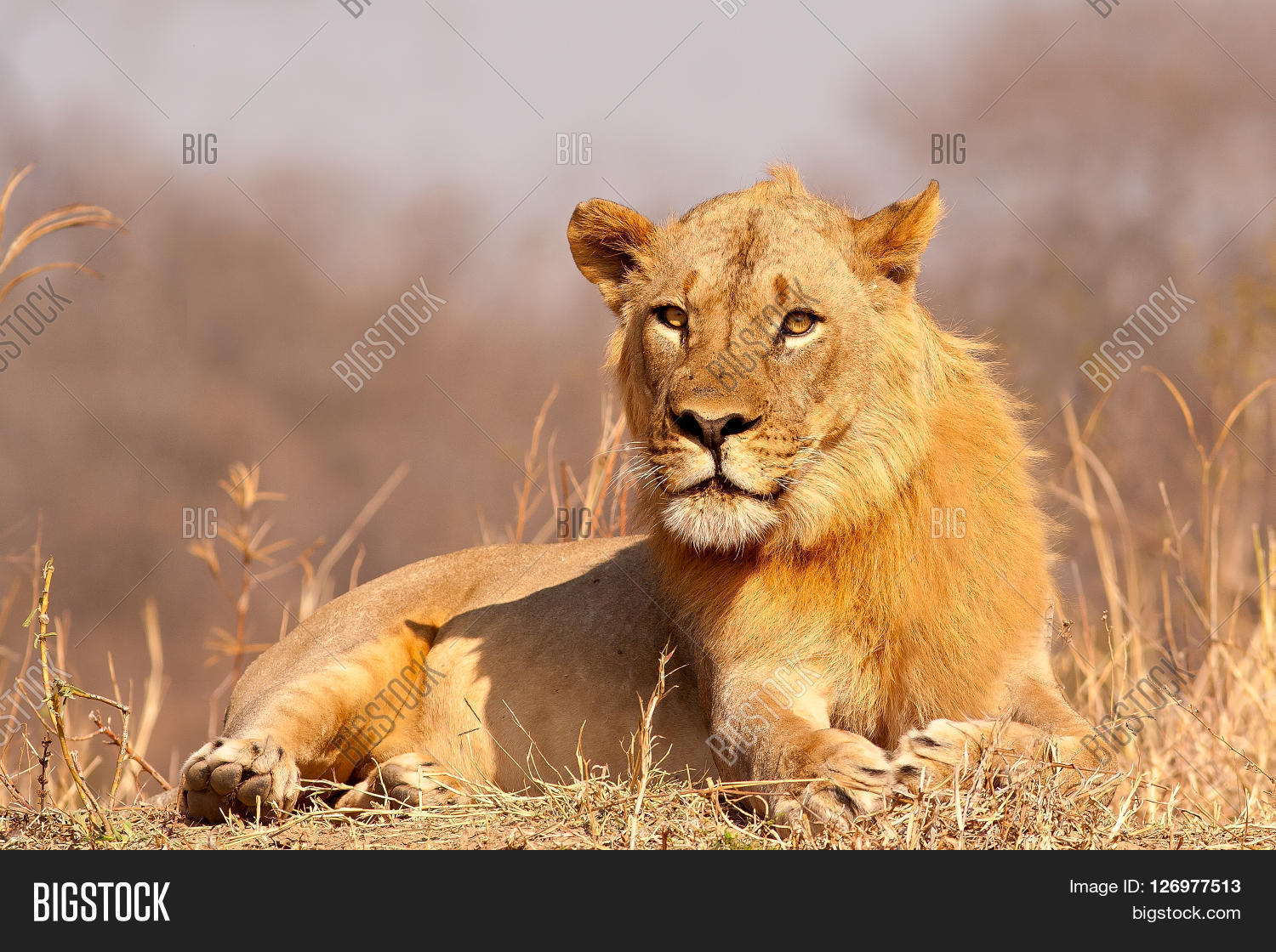Lion Staring Camera Image & Photo (Free Trial) | Bigstock