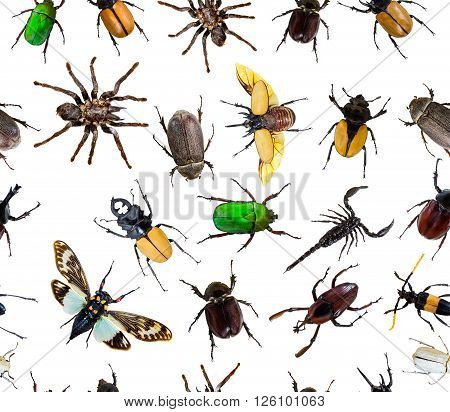 Seamless Bug Pattern Image & Photo (Free Trial) | Bigstock
