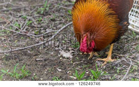 Rhode Island Red Big Image & Photo (Free Trial) | Bigstock