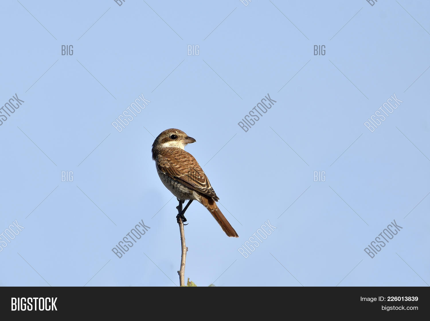 Red-backed Shrike. Image & Photo (Free Trial) | Bigstock