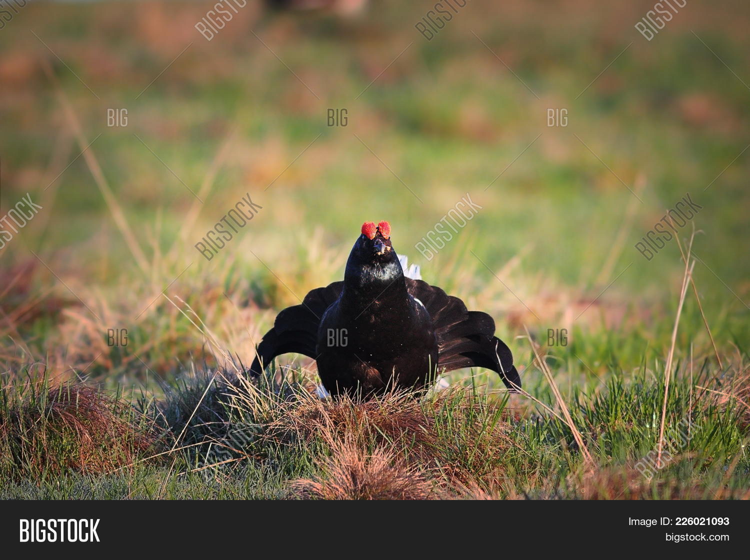 Black Grouse Image & Photo (Free Trial) | Bigstock