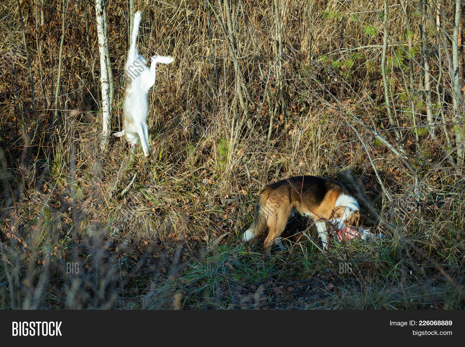 Dead Hare Hanging On Image & Photo (Free Trial) | Bigstock