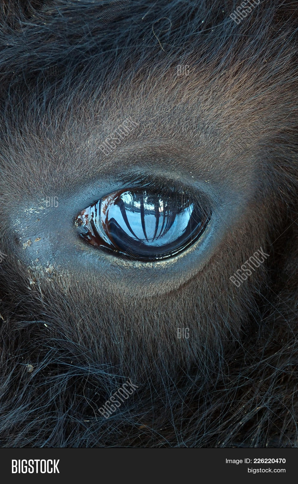 Eye Beast Unshakable. Image & Photo (Free Trial) | Bigstock