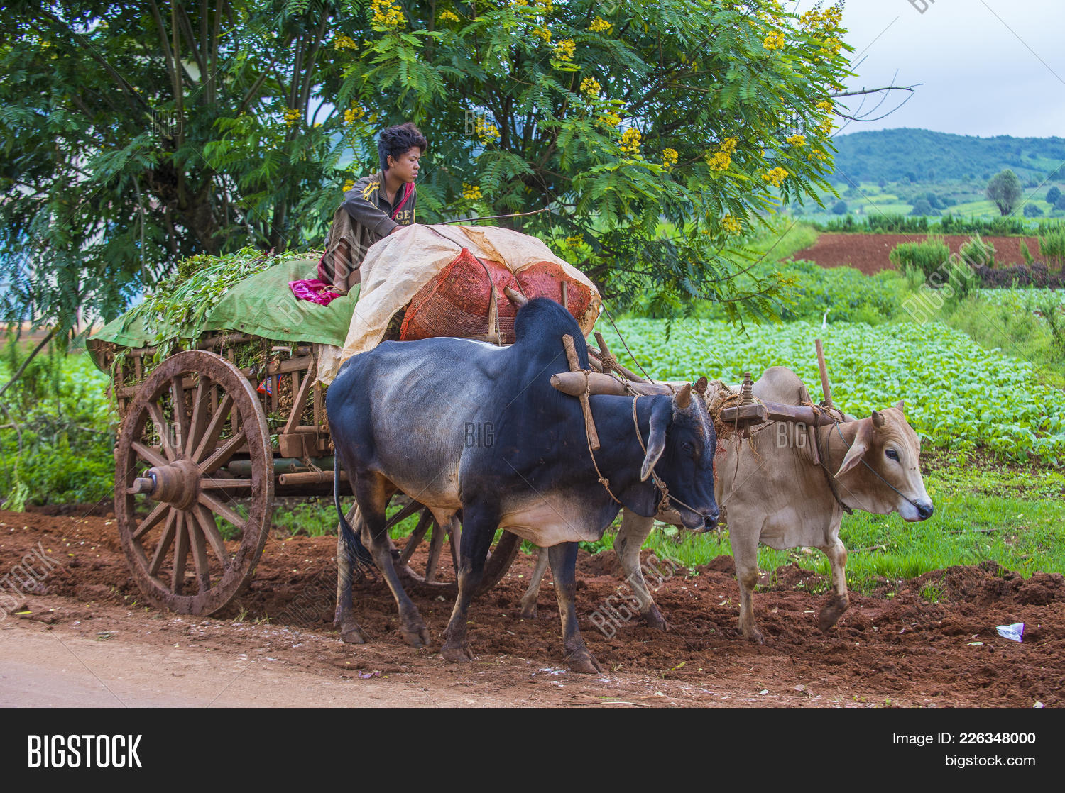 Shan State , Myanmar Image & Photo (Free Trial) | Bigstock