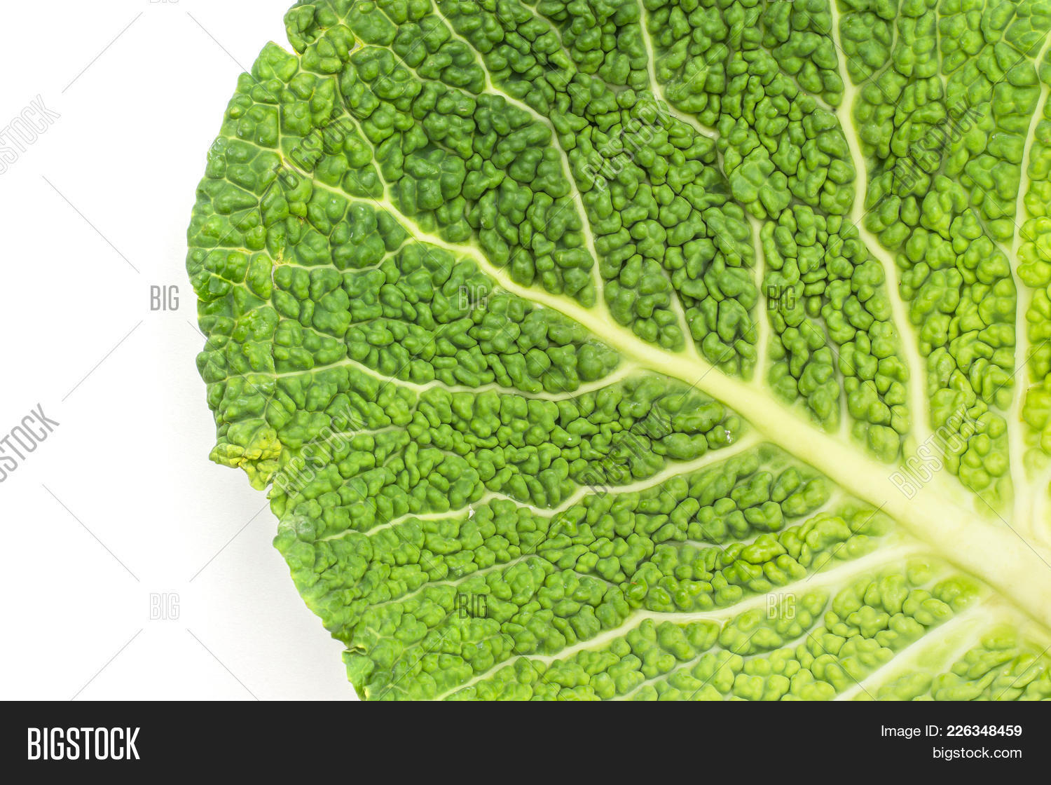 One Savoy Cabbage Leaf Image & Photo (Free Trial) | Bigstock