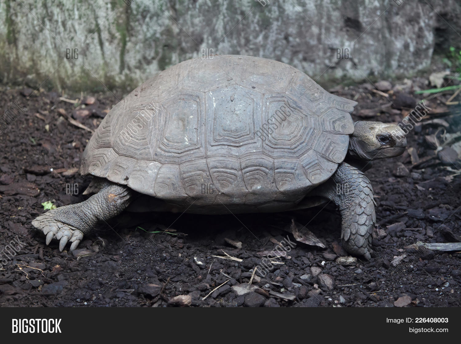 Asian Giant Tortoise ( Image & Photo (Free Trial) | Bigstock