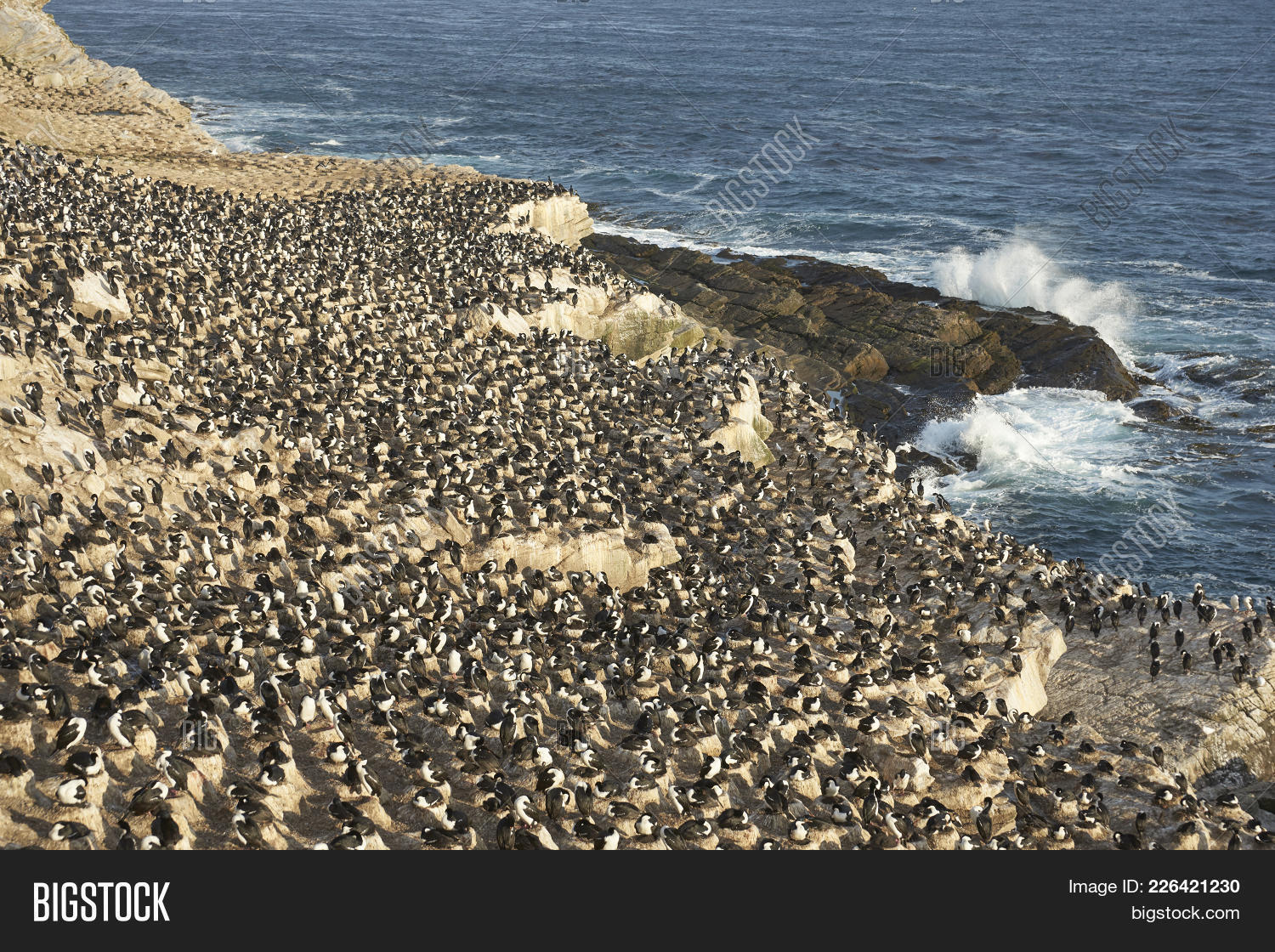 Large Breeding Colony Image & Photo (Free Trial) | Bigstock