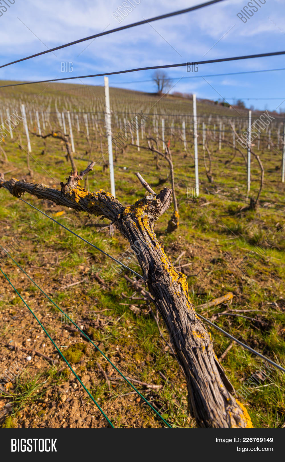 Closeup Vines, Image & Photo (Free Trial) | Bigstock