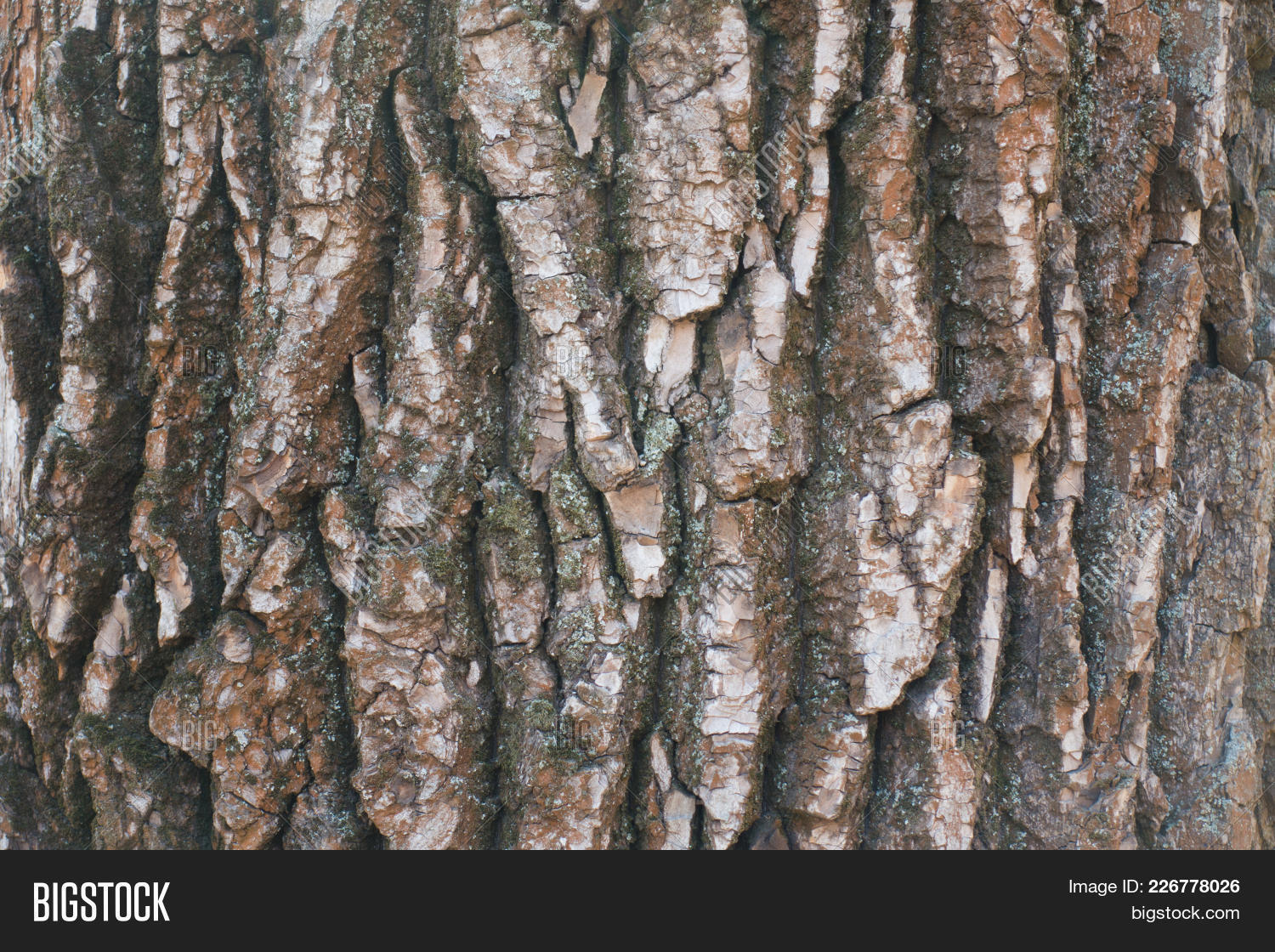 Poplar Bark Texture Image & Photo (Free Trial) | Bigstock