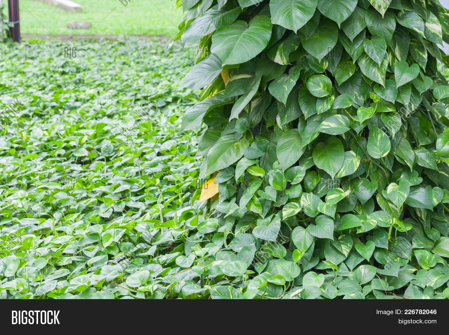 Green Golden Pathos Image & Photo (Free Trial) | Bigstock