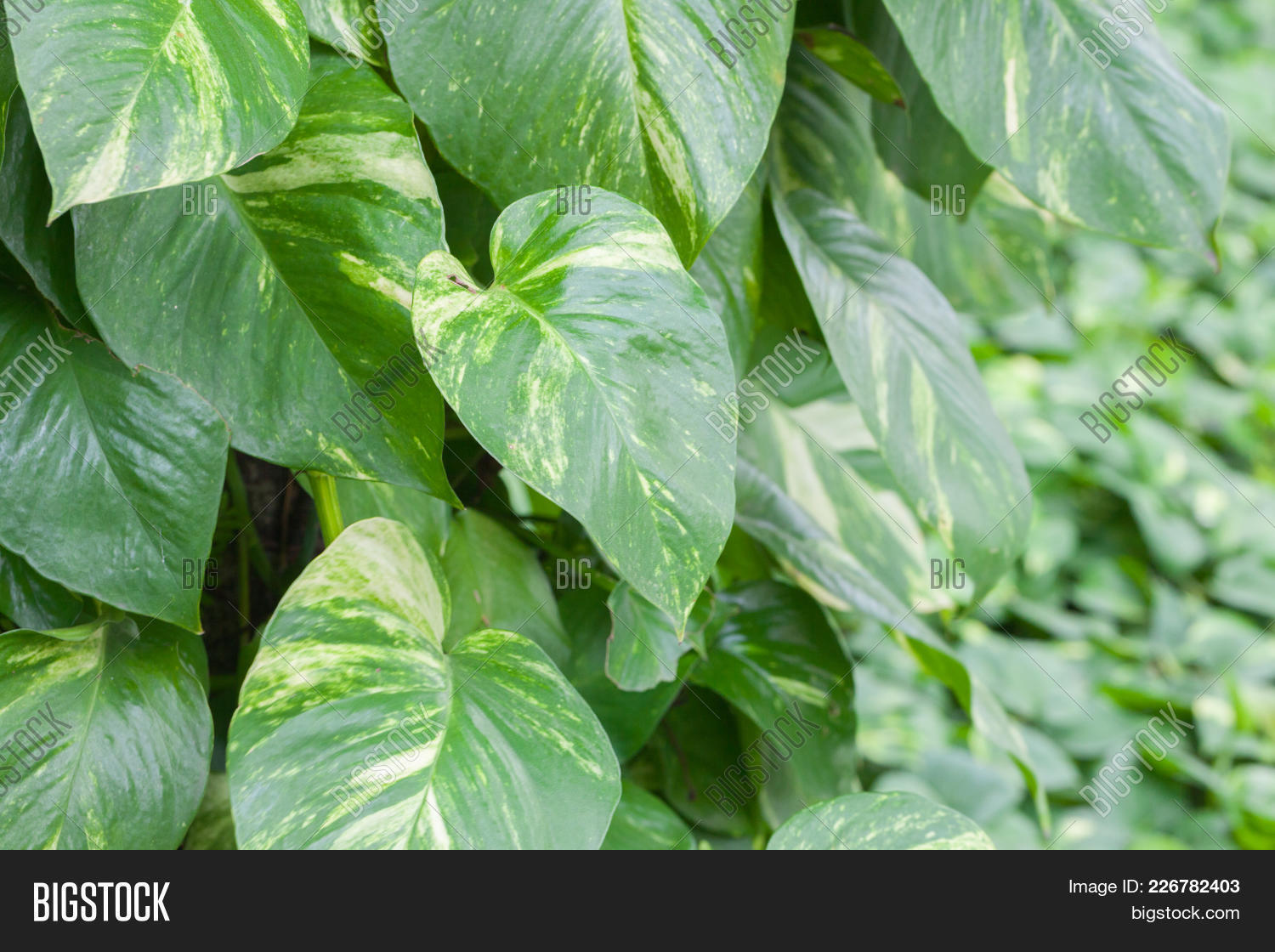 Green Golden Pathos Image & Photo (Free Trial) | Bigstock