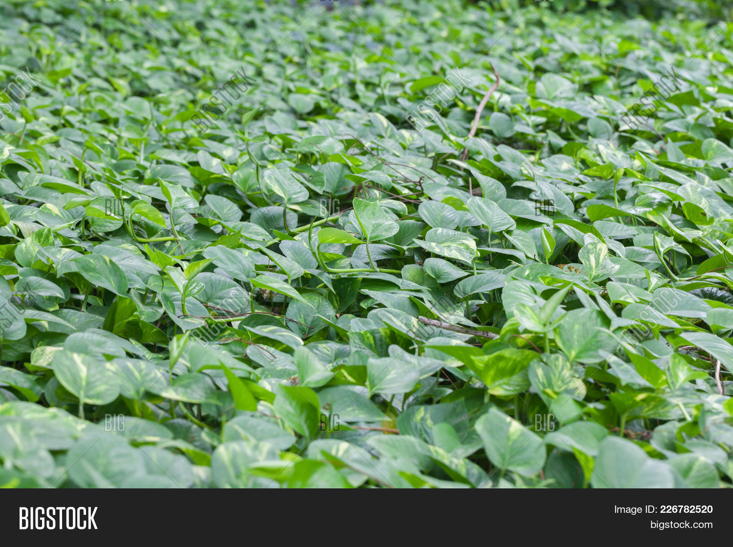 Green Golden Pathos Image & Photo (Free Trial) | Bigstock