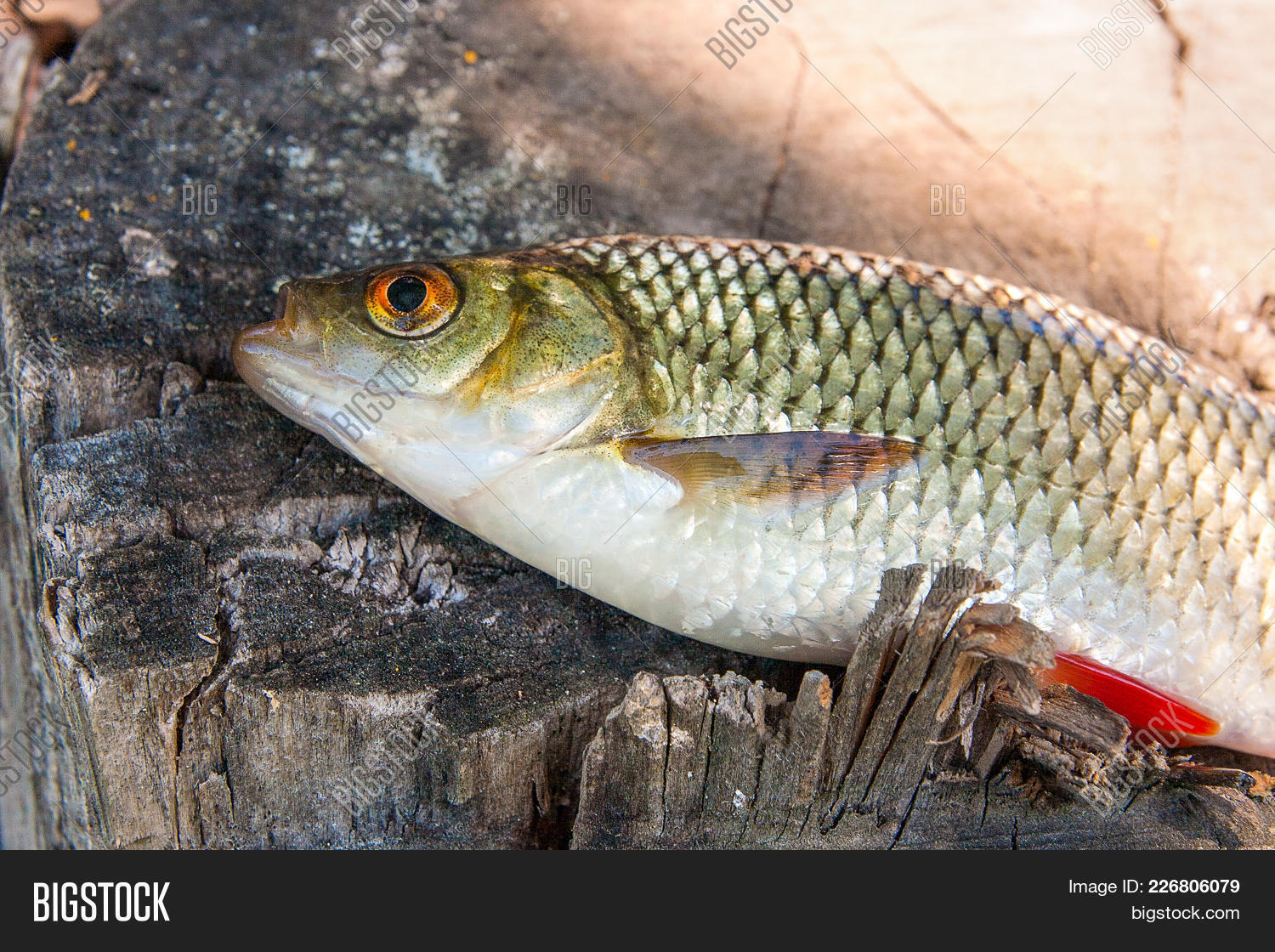 Close View Single Image & Photo (Free Trial) | Bigstock