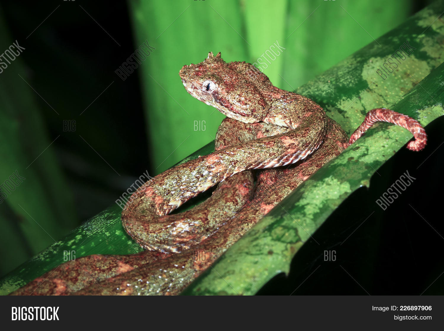 Eyelash Viper ( Image & Photo (Free Trial) | Bigstock
