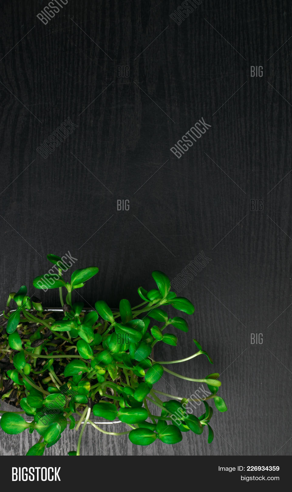 Organic Pea Tendrils Image & Photo (Free Trial) | Bigstock