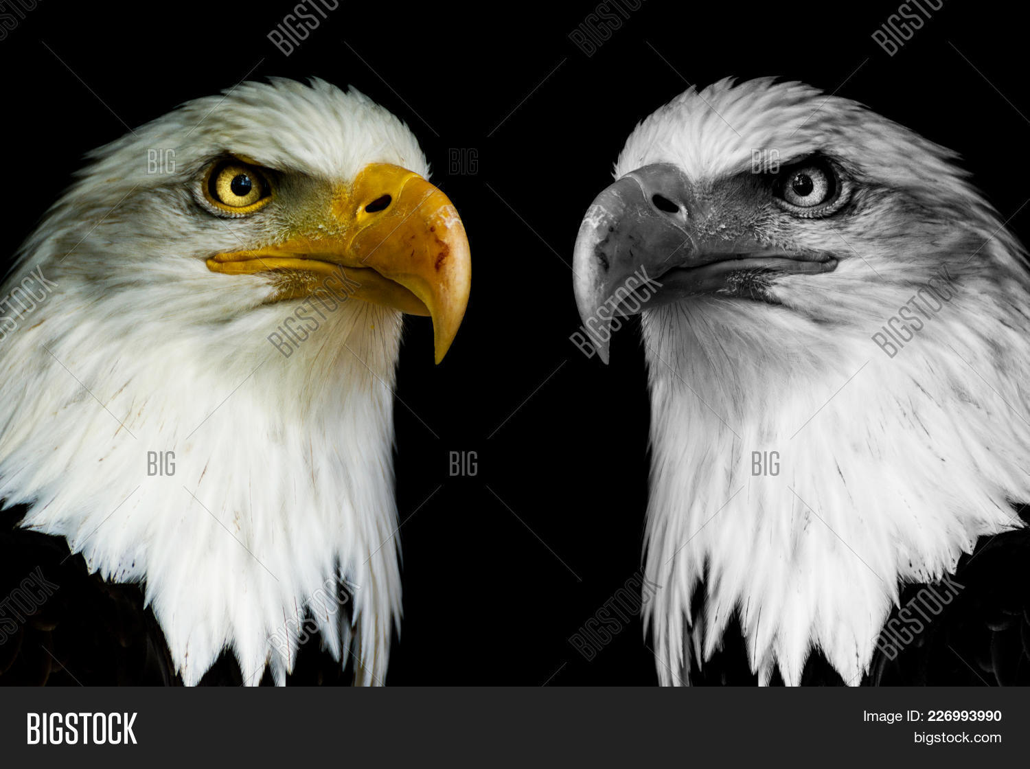 Two Face Eagles Black Image & Photo (Free Trial) | Bigstock