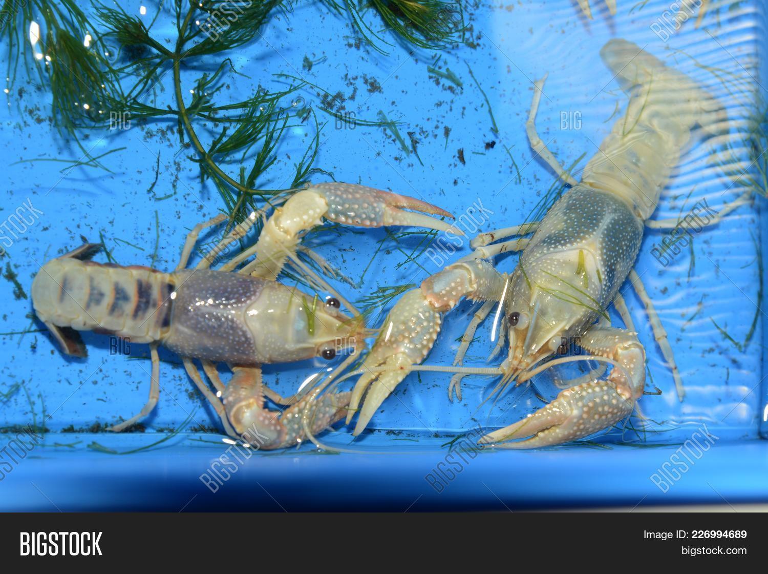 Colorful Crayfish ( Image & Photo (Free Trial) | Bigstock