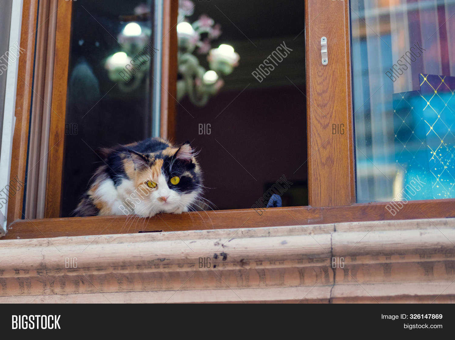Cat Looking Out Window Image & Photo (Free Trial) | Bigstock