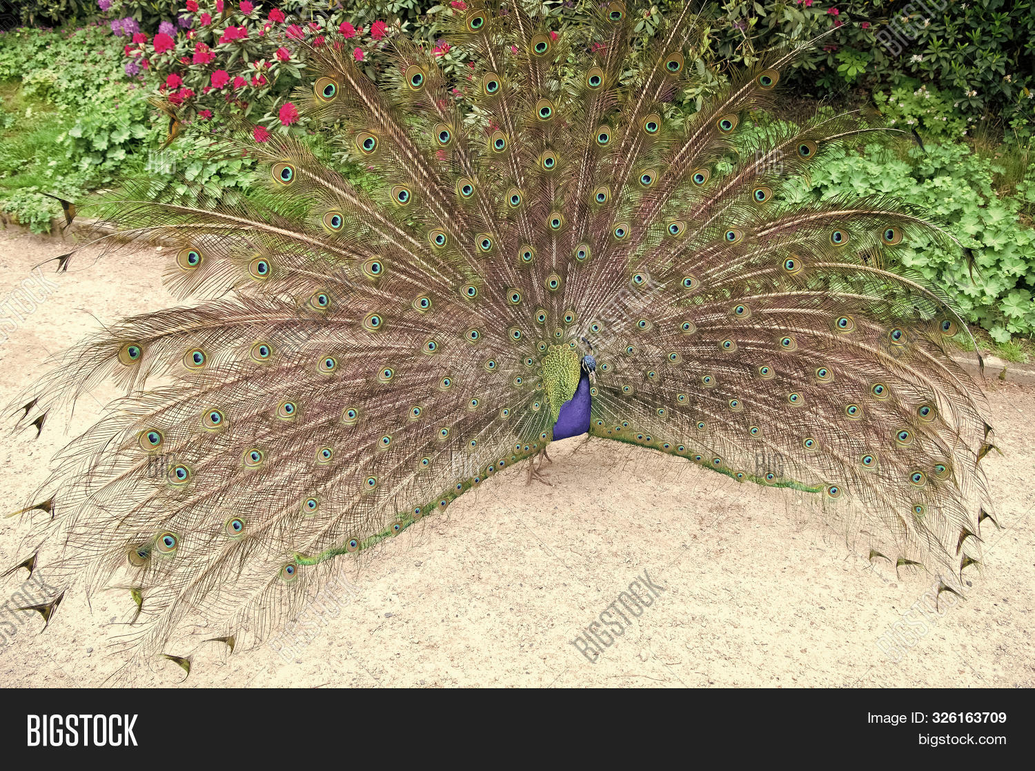 Trying Attract Peahen Image & Photo (Free Trial) | Bigstock