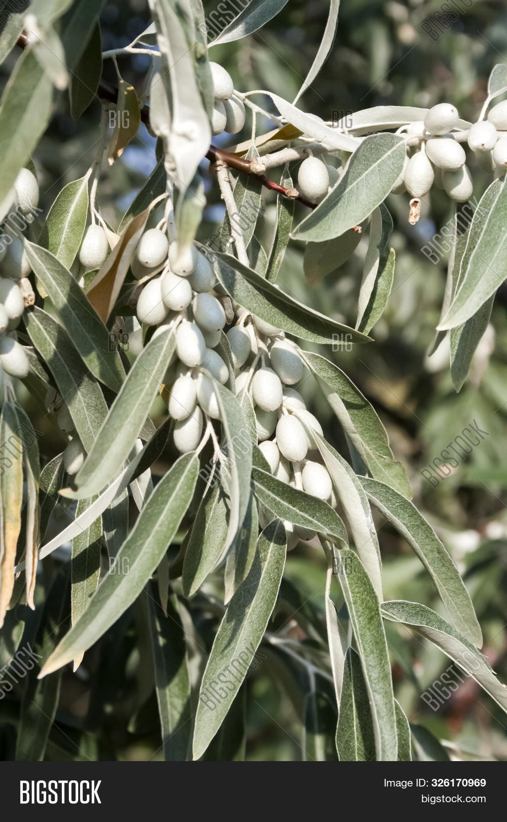 Closeup Elaeagnus Image & Photo (Free Trial) | Bigstock