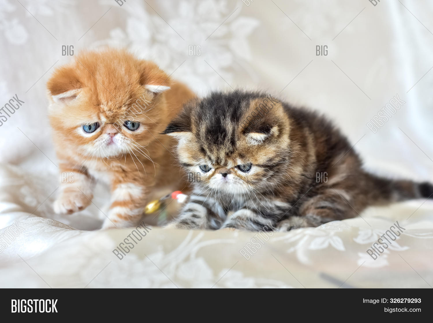 Two Funny Kittens Image & Photo (Free Trial) | Bigstock