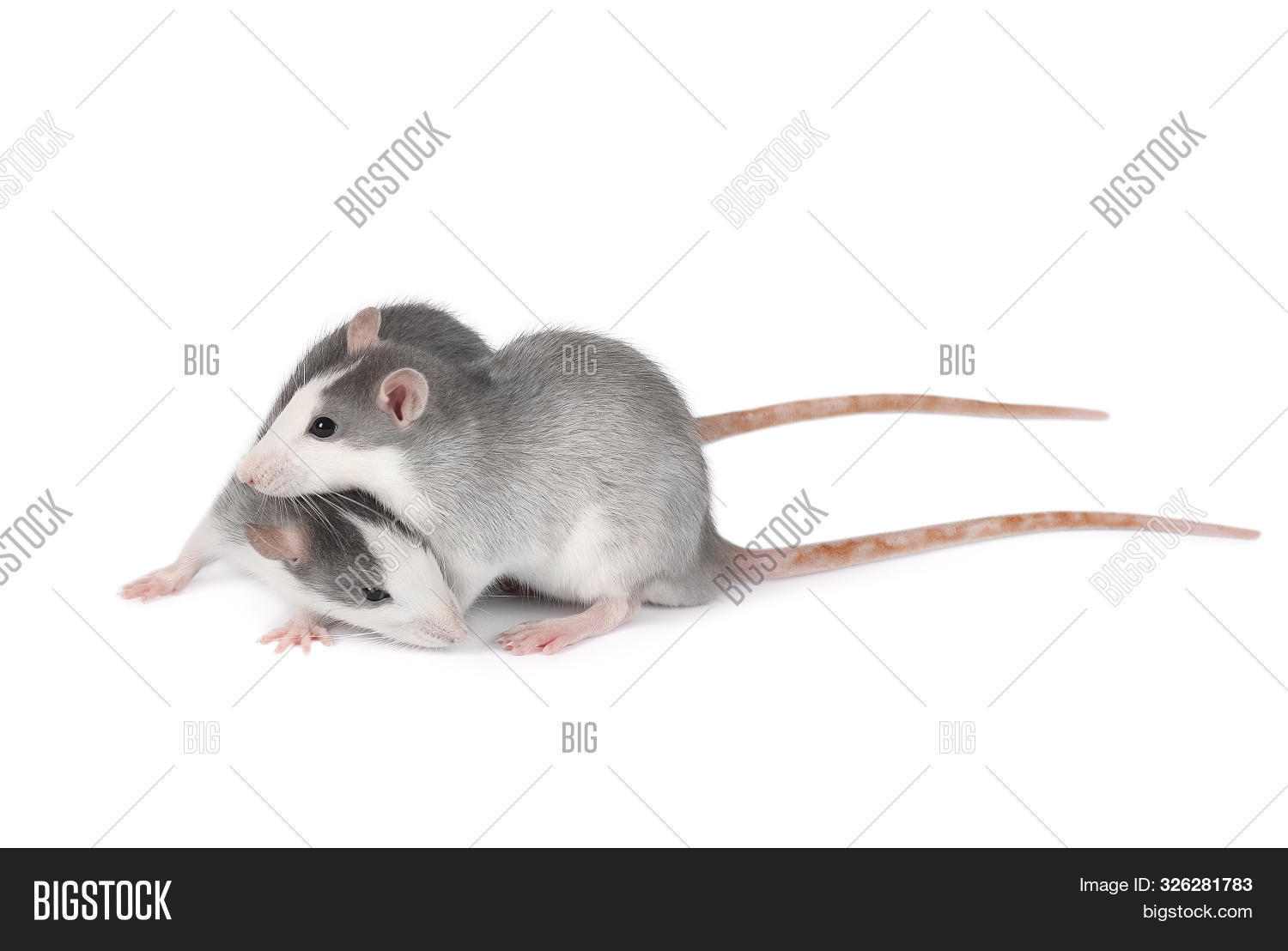 Two Young Gray Rats Image & Photo (Free Trial) | Bigstock