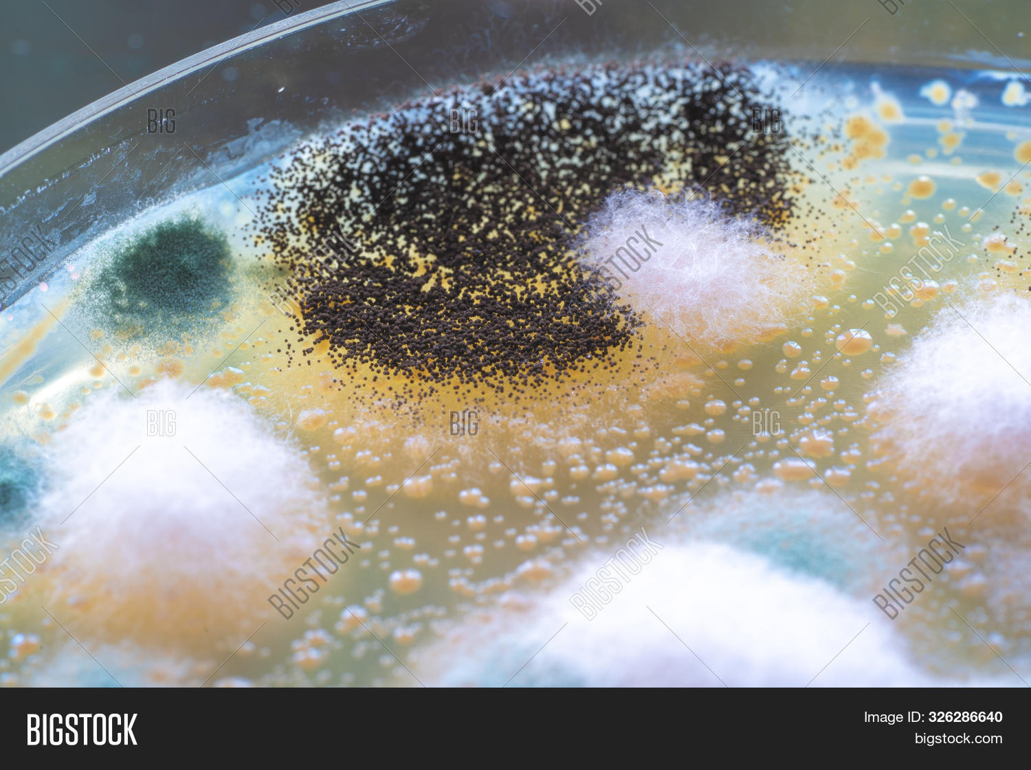 Colonies Fungi Image & Photo (Free Trial) | Bigstock