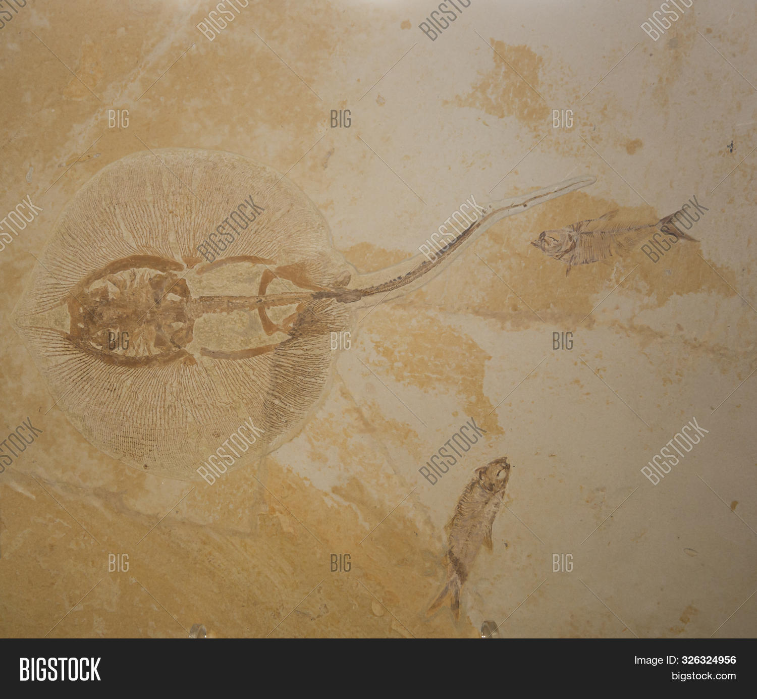 Prehistoric Stingray Image & Photo (Free Trial) | Bigstock