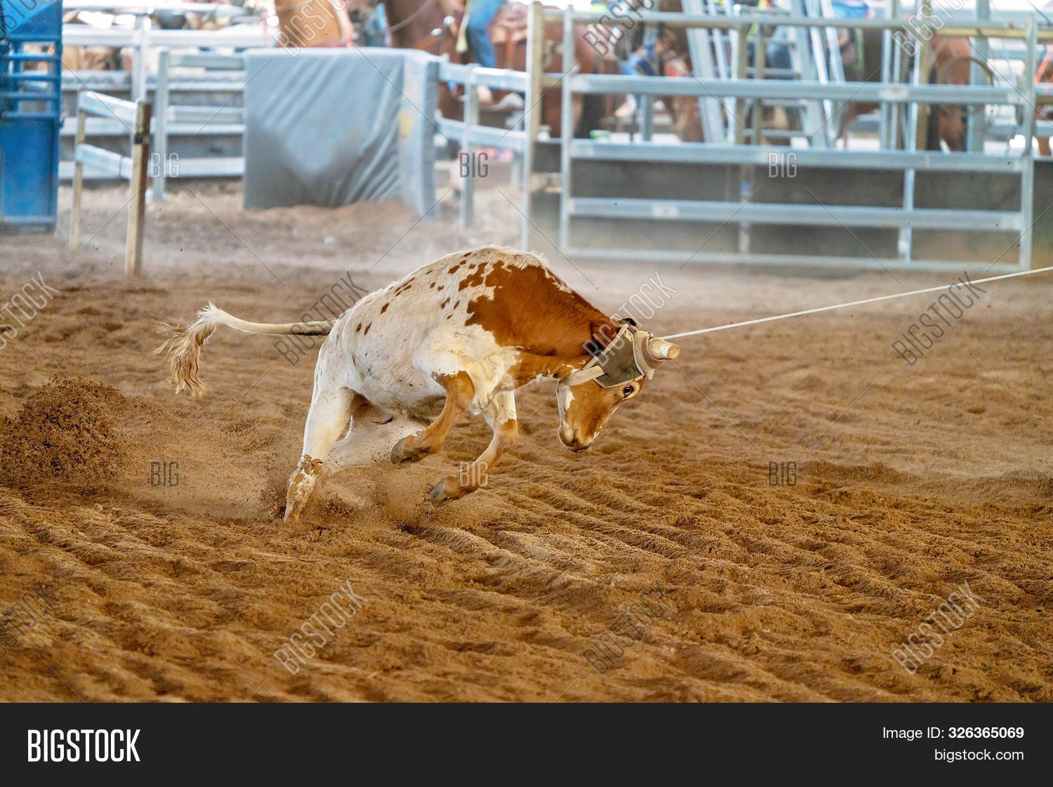 Young Cow Being Image & Photo (Free Trial) | Bigstock