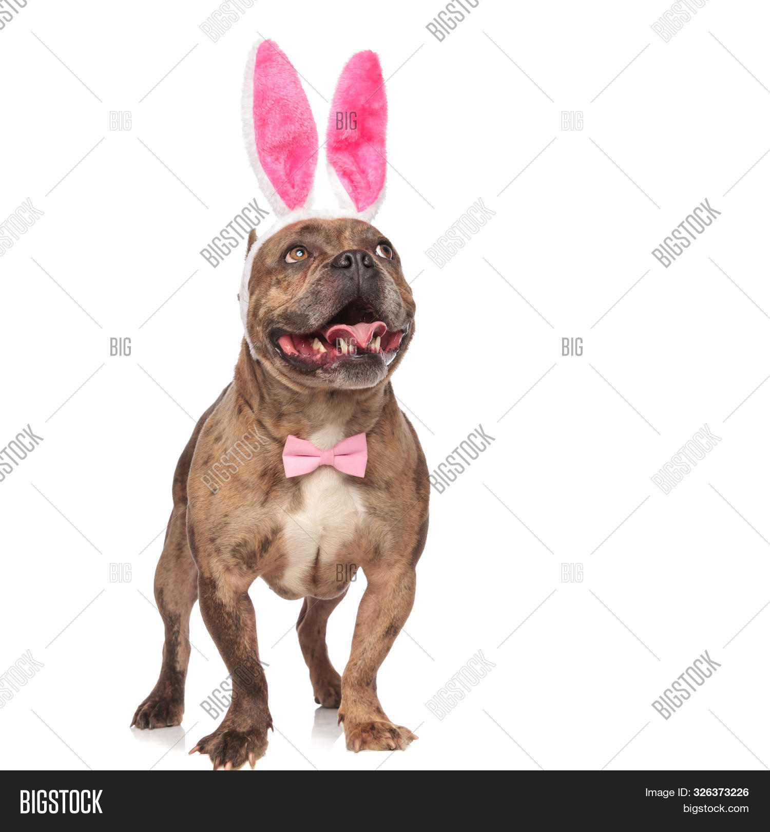 Cute American Bully Image & Photo (Free Trial) | Bigstock