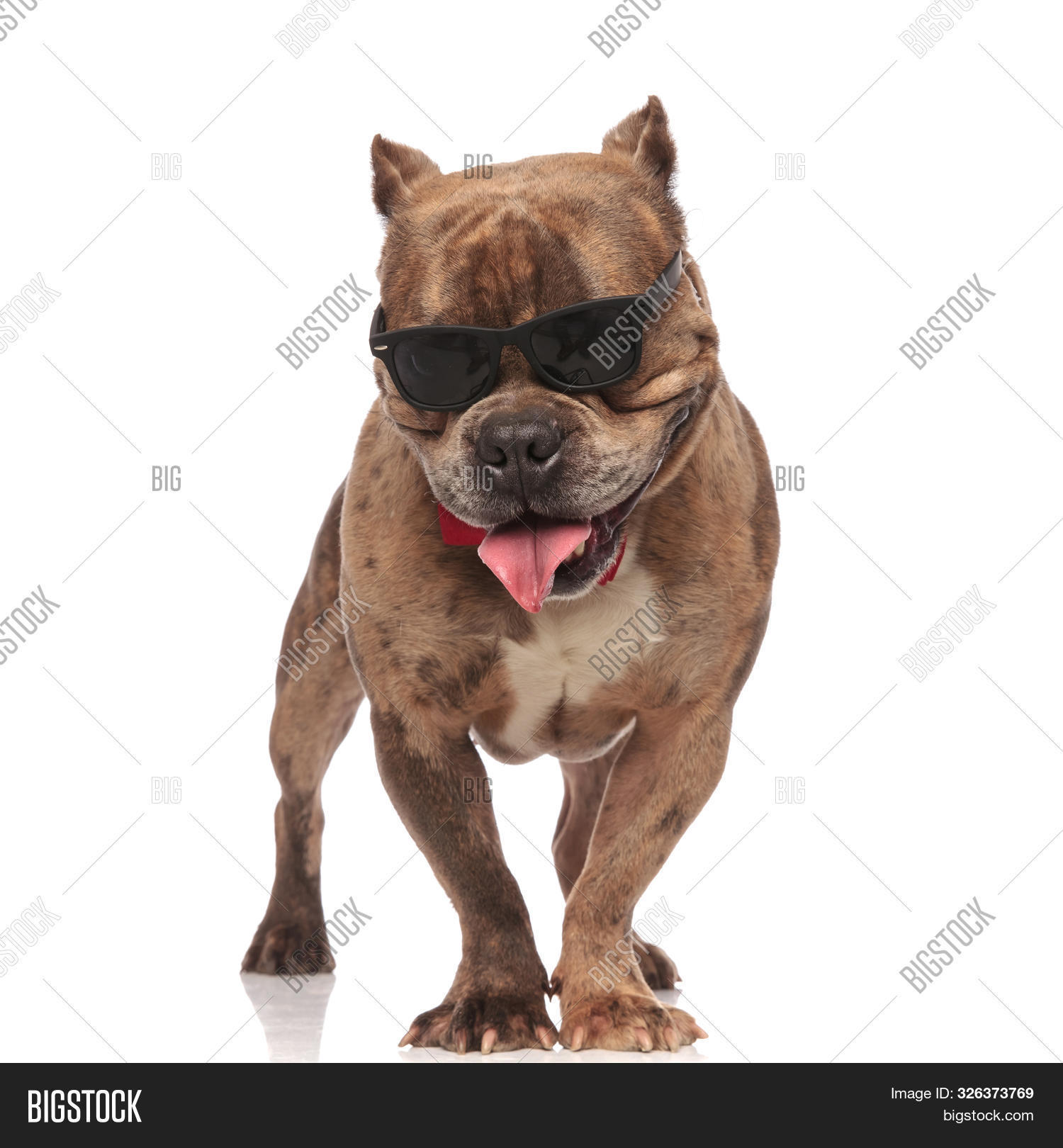 Cute American Bully Image & Photo (Free Trial) | Bigstock