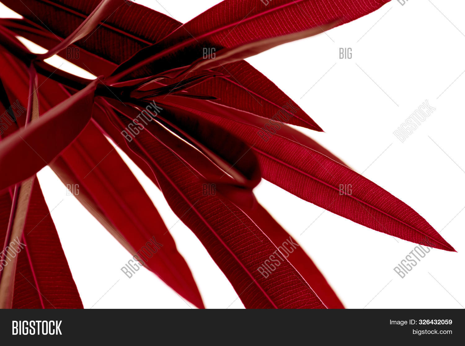 Red Tropical Plant Image & Photo (Free Trial) | Bigstock