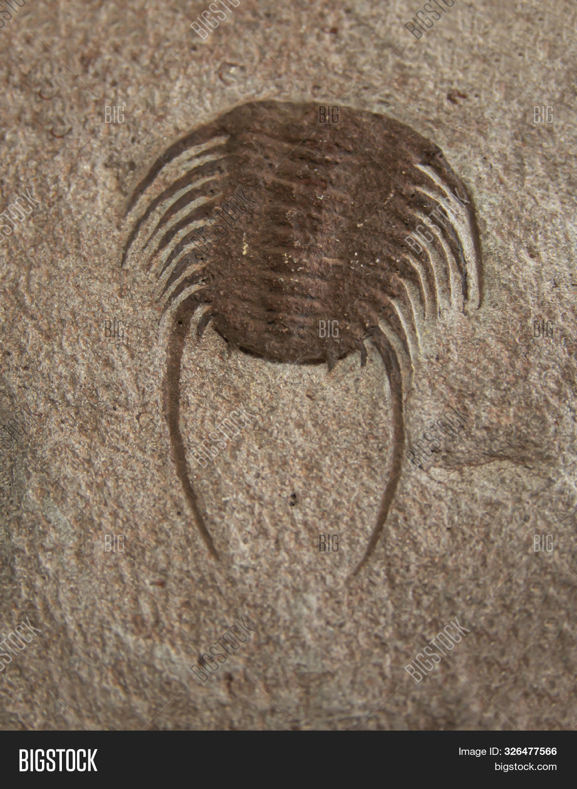 Prehistoric Sea Life. Image & Photo (Free Trial) | Bigstock