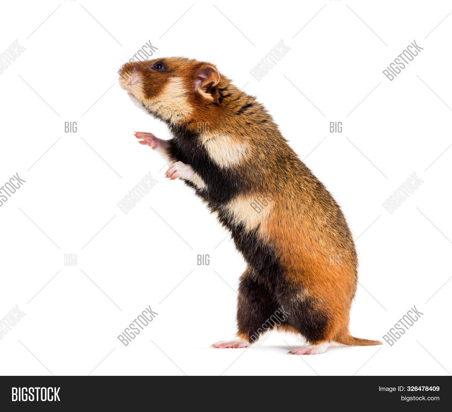 European Hamster On Image & Photo (Free Trial) | Bigstock