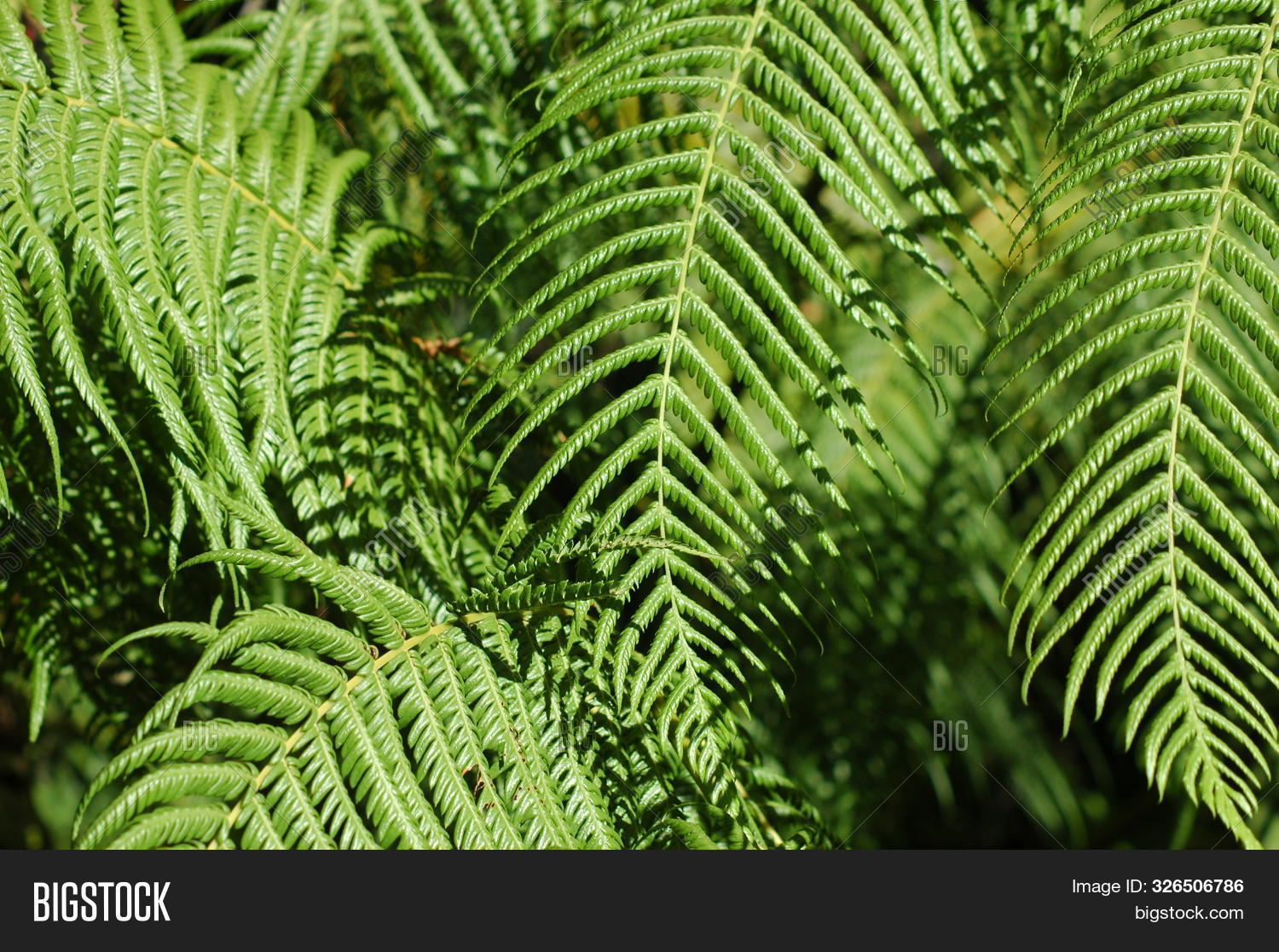 Palm Fronds Growing Image & Photo (Free Trial) | Bigstock