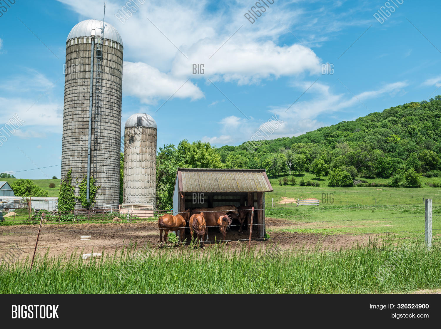 Several Horses Grouped Image & Photo (Free Trial) | Bigstock
