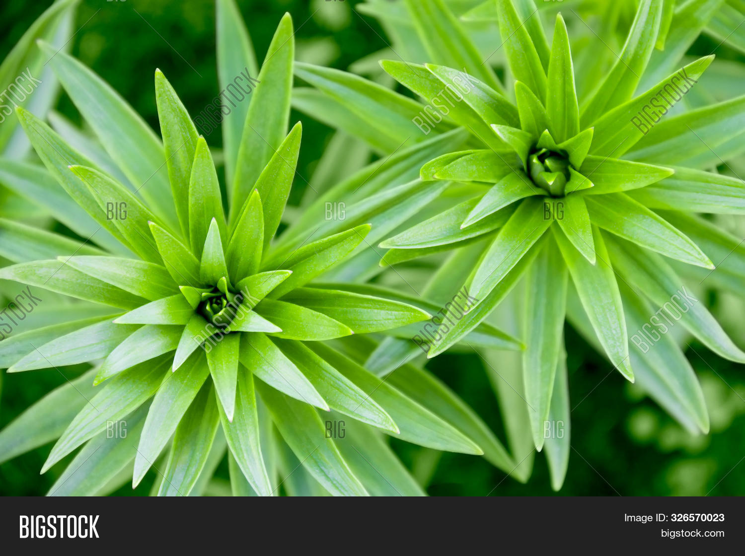 Bright Green Image & Photo (Free Trial) | Bigstock