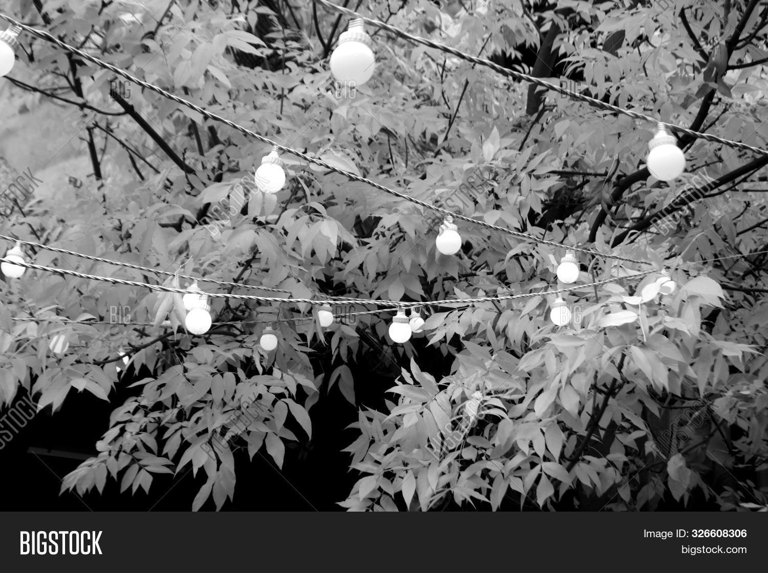 Lights On Trees Fall Image & Photo (Free Trial) | Bigstock