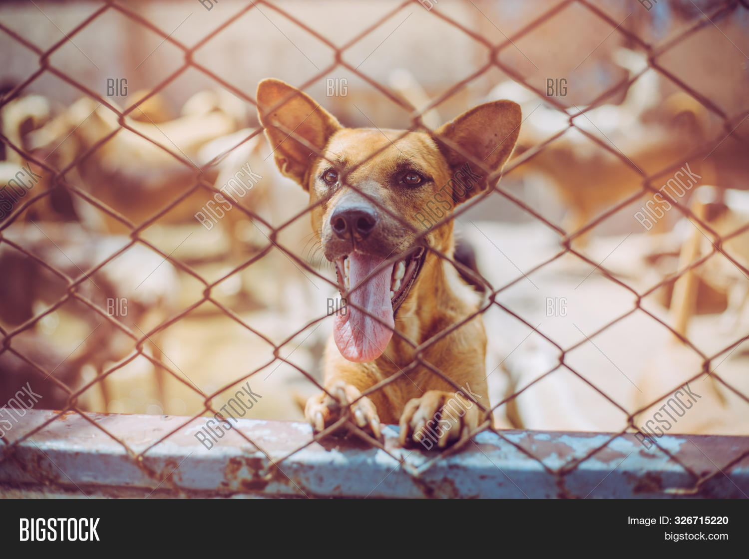 Close Stray Dog, Alone Image & Photo (Free Trial) | Bigstock