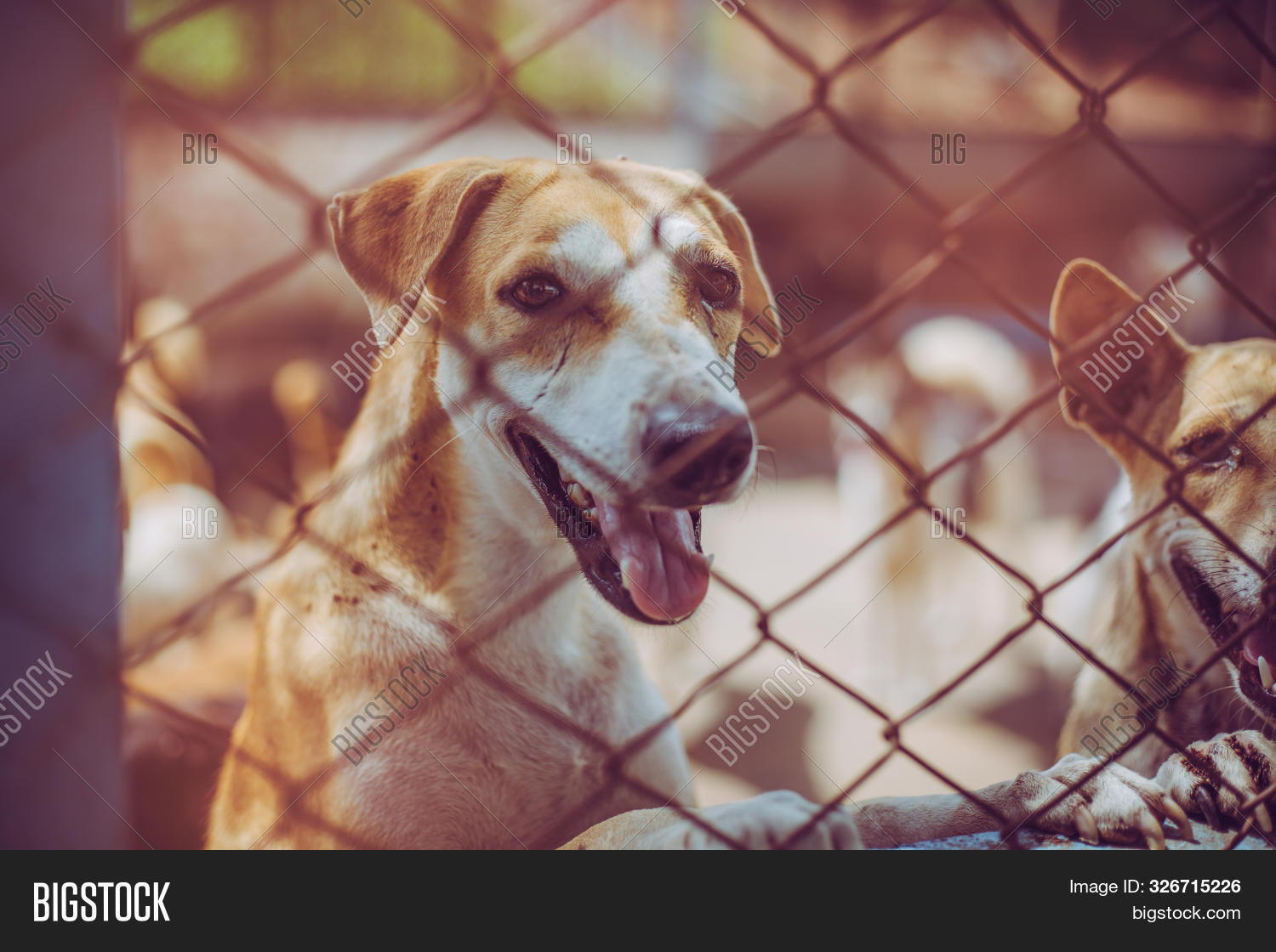 Close Stray Dog, Alone Image & Photo (Free Trial) | Bigstock