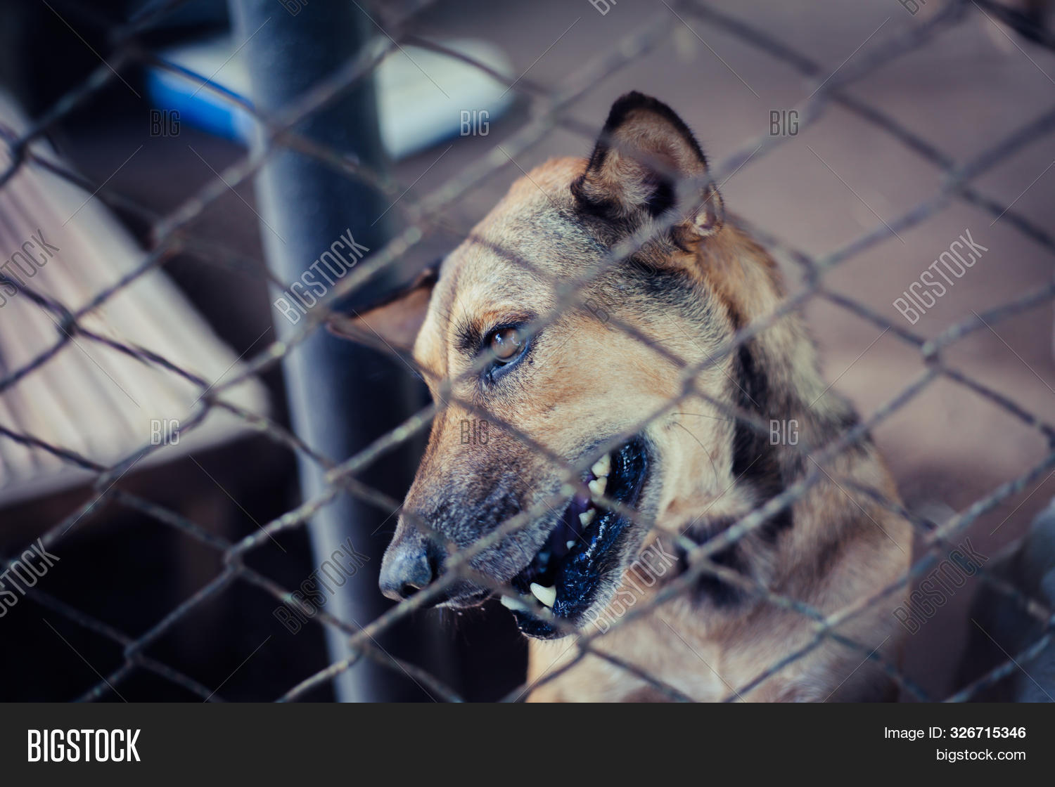 Close Stray Dog, Alone Image & Photo (Free Trial) | Bigstock